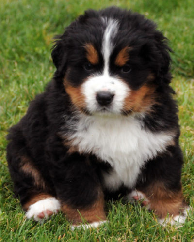 About Us – Magic Berners